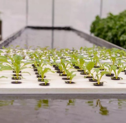 Ebb and Flow Table System: An Innovative Way to Grow Hydroponic Vegetables