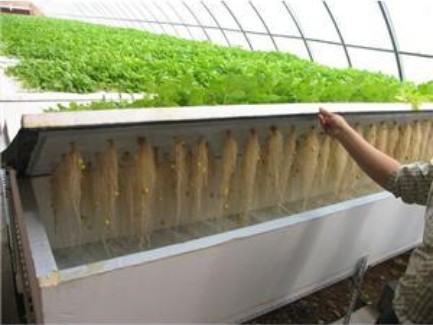 Is Vertical Aeroponic Tower Farming the Future of Indoor Planting?