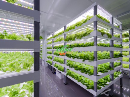 DWC Planting System: Exploring The Purest Form Of Hydroponic Culture