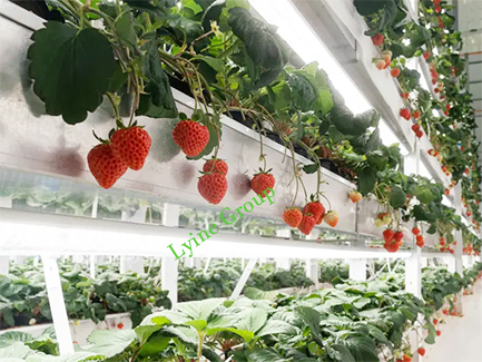 Planting Guidelines：How Do You Maintain The Nutrient Levels In a ...