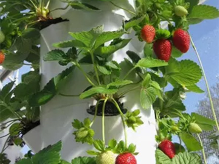 Indoor Hydroponic Equipment With The Highest Number Of Crops Planted ...