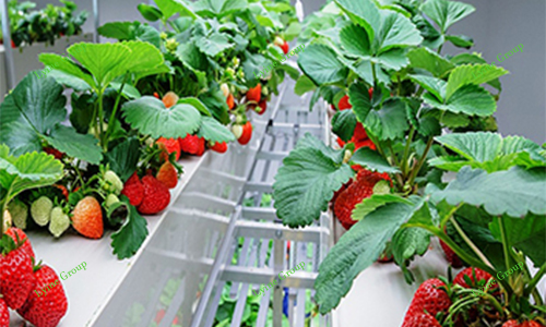 Container Farming Growing System Blog